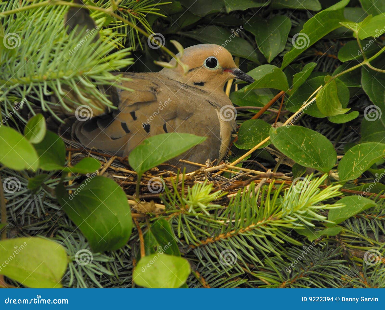 Dove nesting stock photo. Image of nest, tree, doves, pines - 9222394