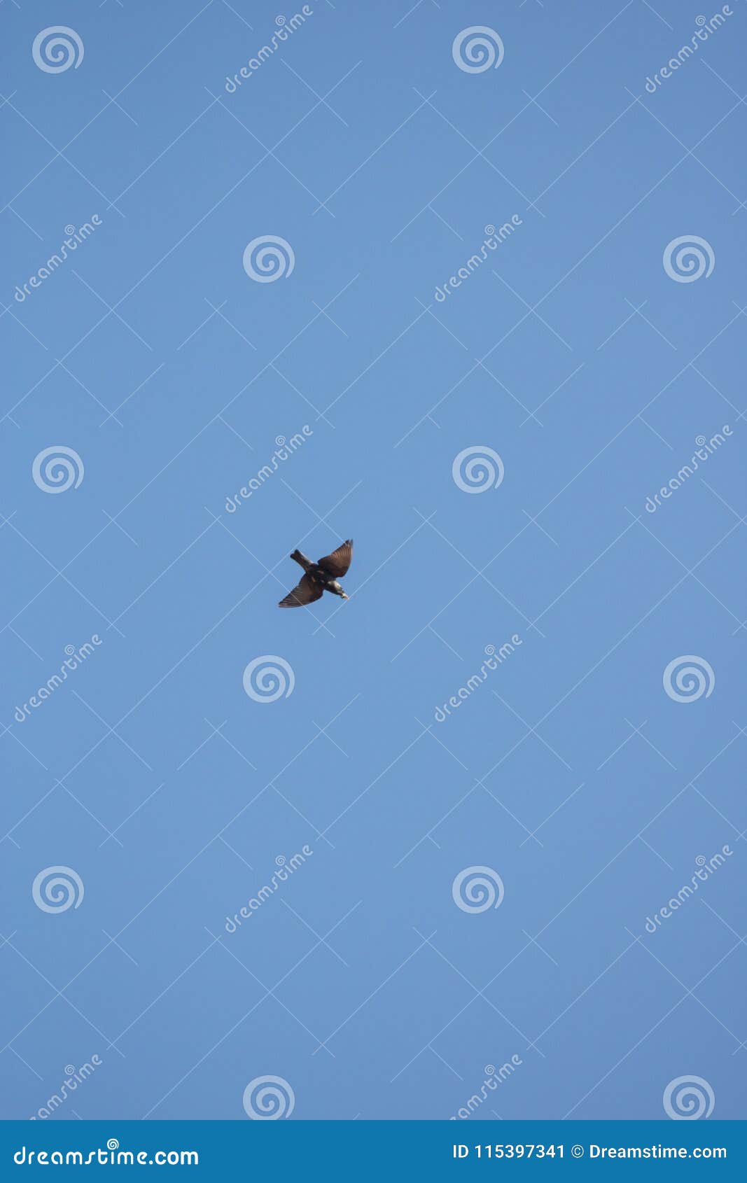 Dove With Open Wings Stock Image Image Of Wing Bird 115397341