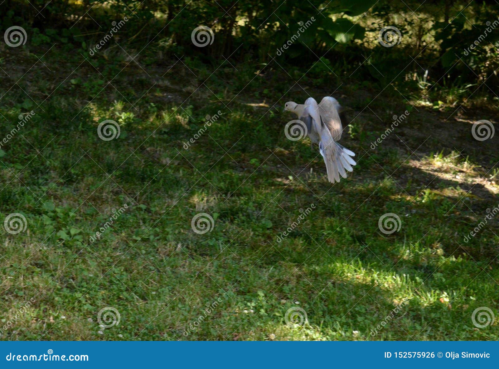 Dove with Outstretched Wings Stock Photo - Image of outstretched ...