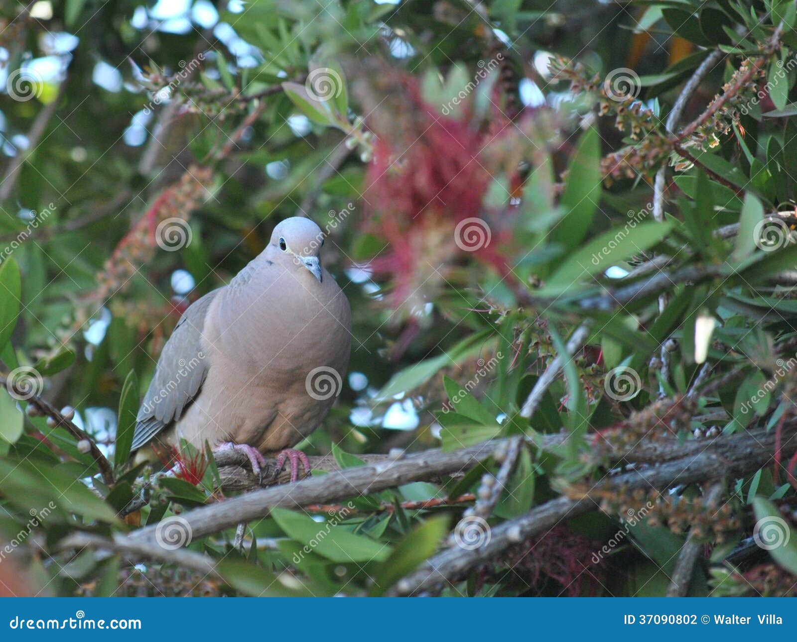 Dove Over Water. Stock Photo | CartoonDealer.com #85075320