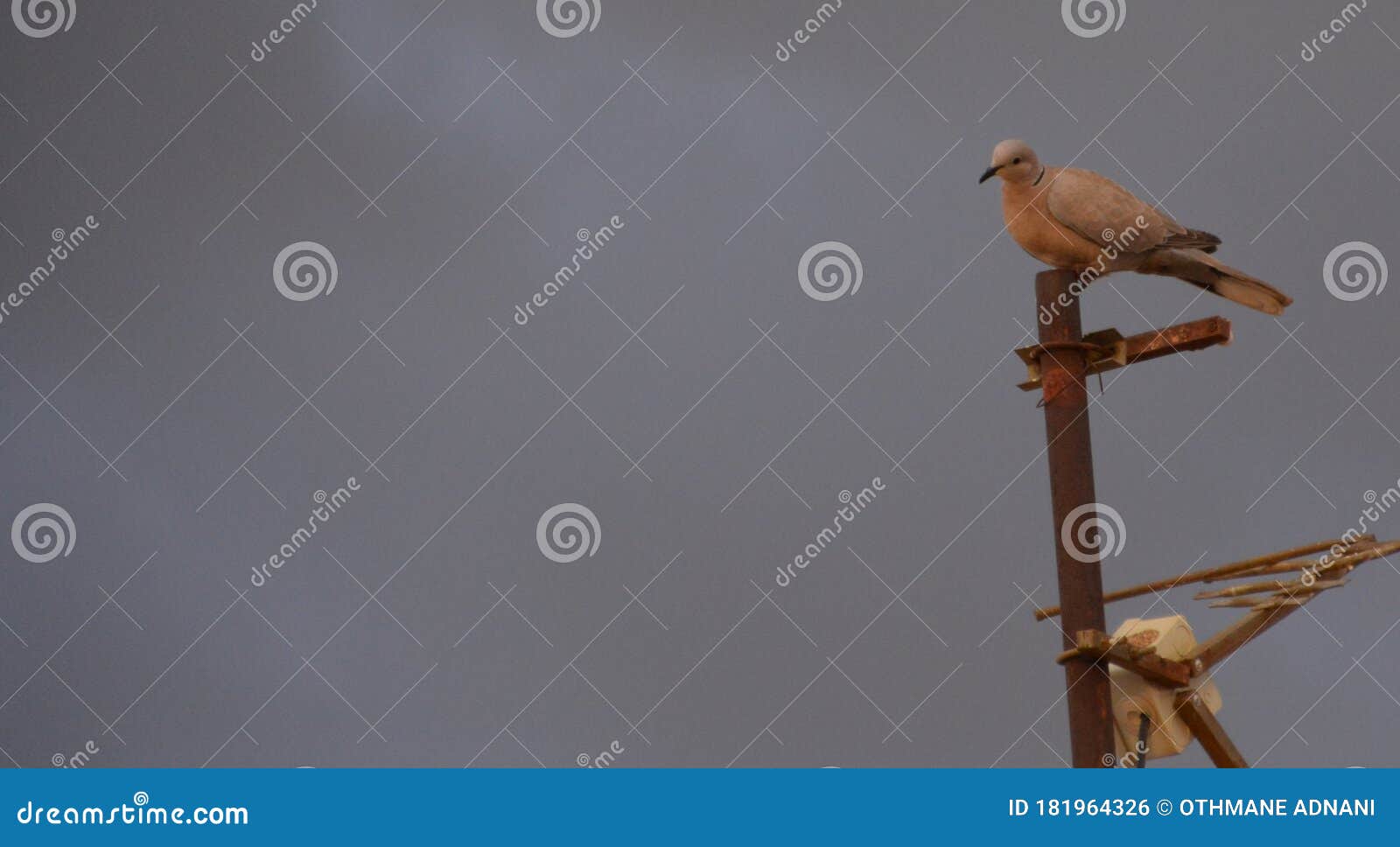 Dove Over Water. Stock Photo | CartoonDealer.com #85075320