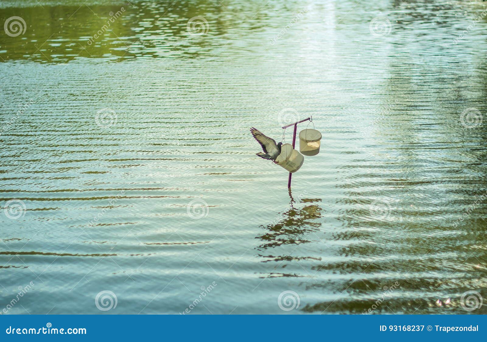 591 Dove Over Water Photos - Free & Royalty-Free Stock Photos from ...