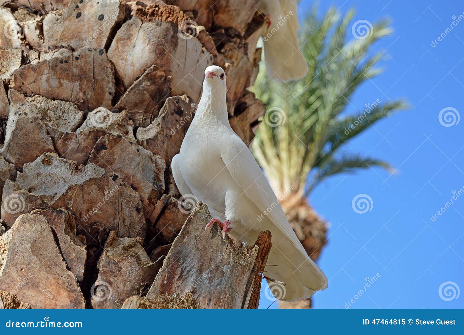 PALM DOVE, Streptopelia Senegalensis Royalty-Free Stock Photo ...