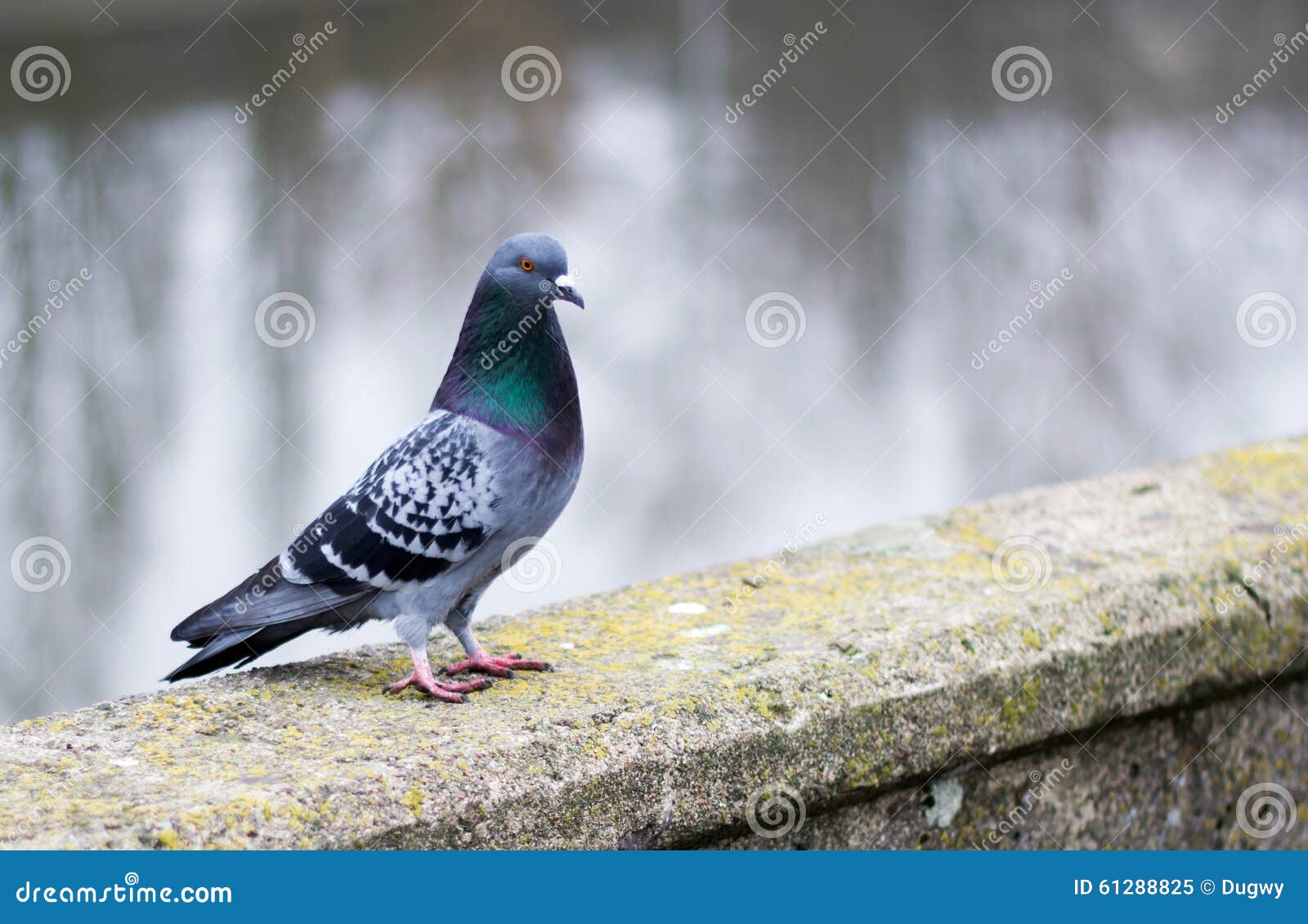 Dove on parapet stock image. Image of single, parapet - 61288825