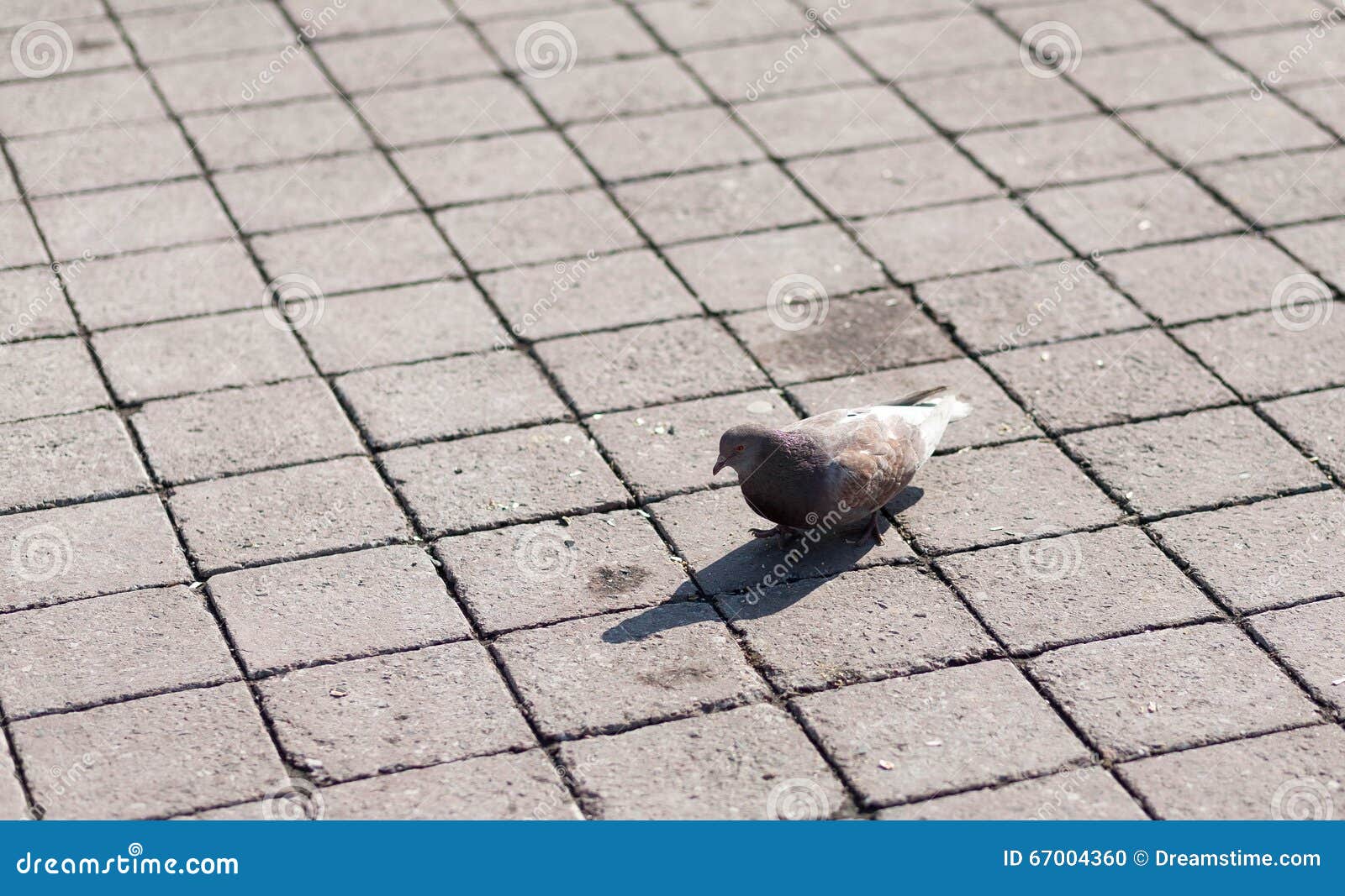 Dove stock photo. Image of dove, bird, nature, beautiful - 67004360