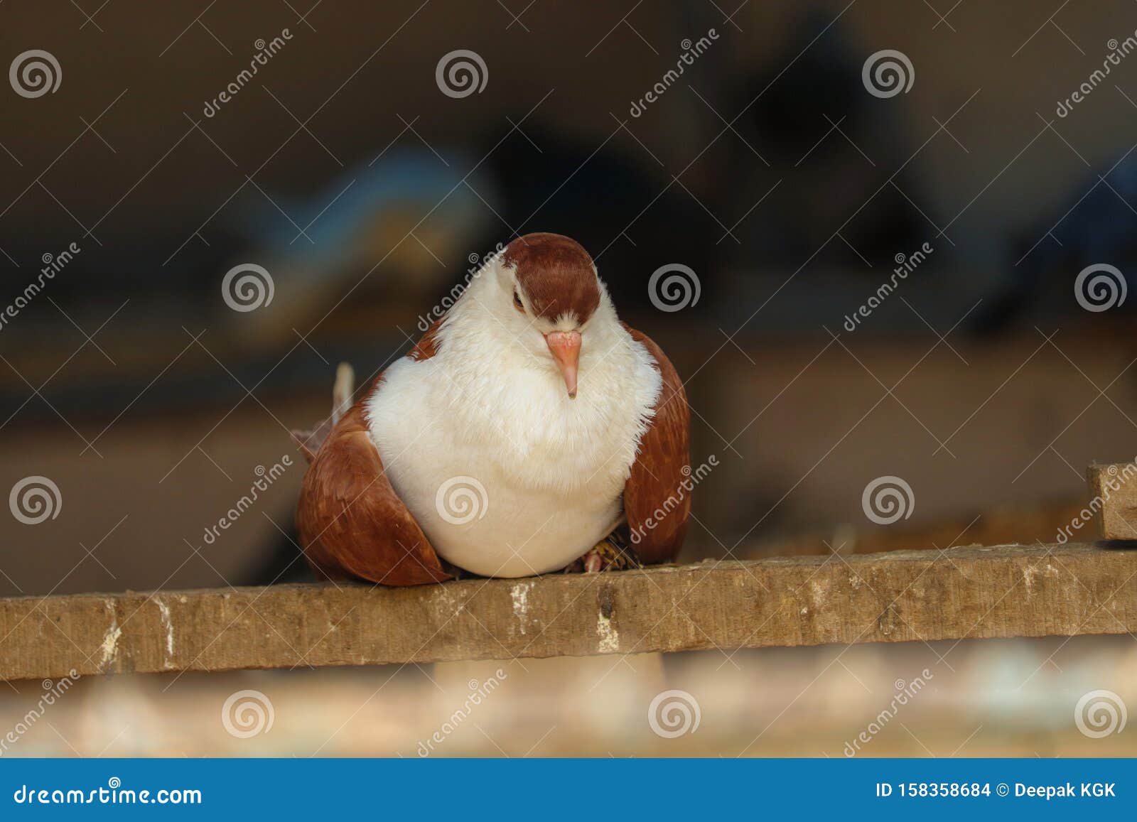 A Dove Peacefully Resting in an Enclosure Stock Photo - Image of peace ...