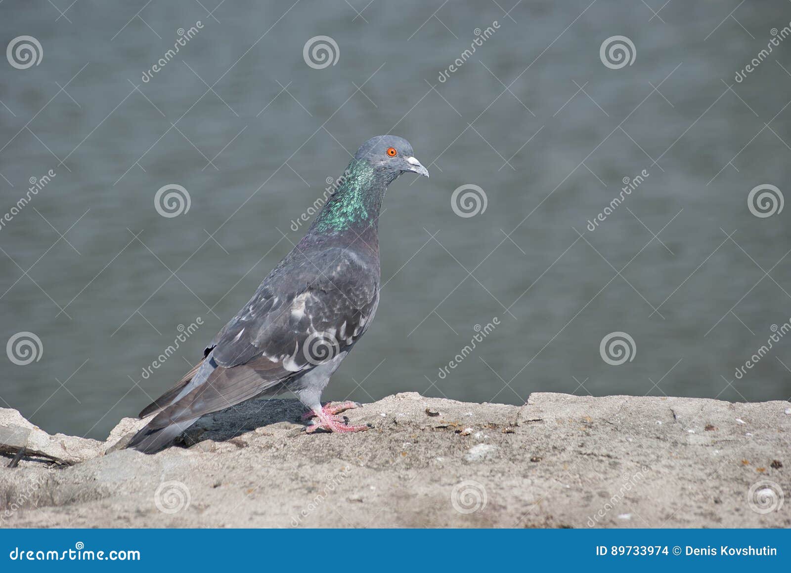Dove stock photo. Image of peace, color, freedom, balashov - 89733974