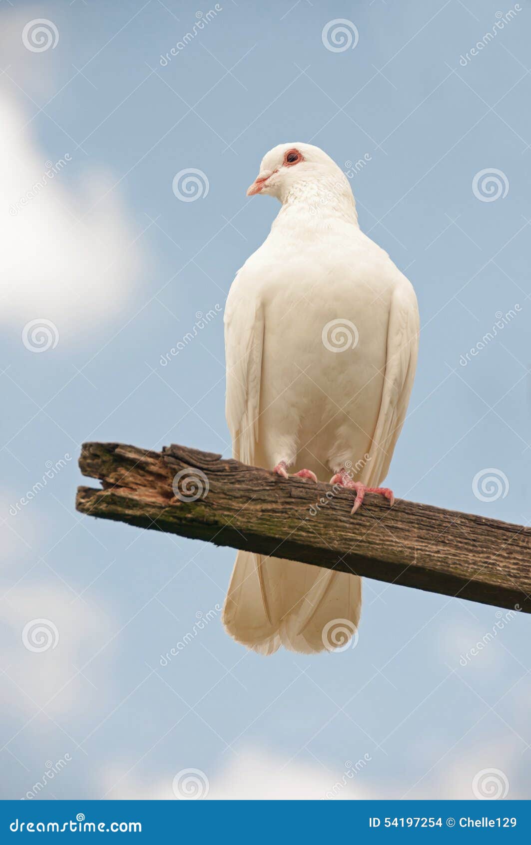 Dove on a perch stock photo. Image of wings, beautiful - 54197254