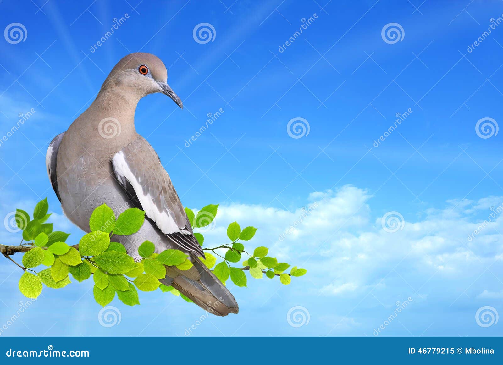 Dove perched on branch stock image. Image of closeup - 46779215