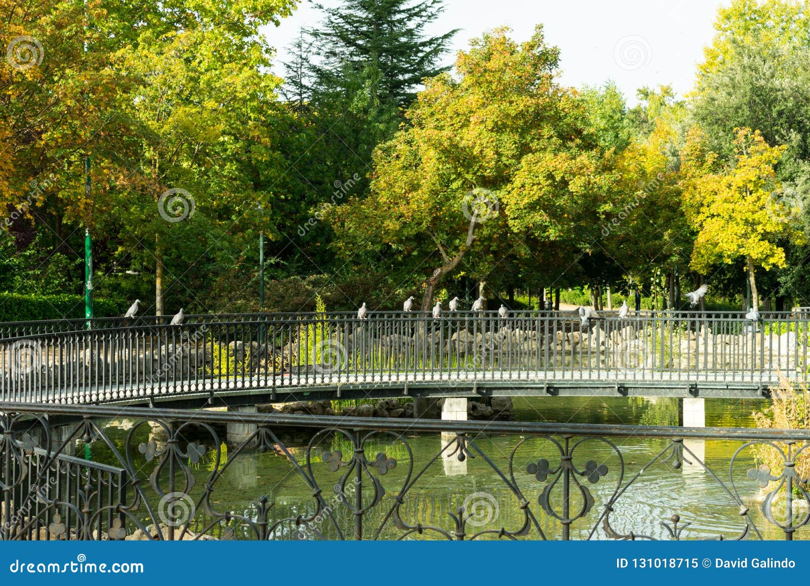 Dove Perched on Bridge Railing in Park Stock Image - Image of close ...