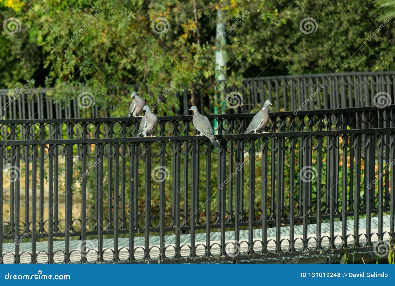 Dove Perched on Bridge Railing in Park Stock Photo - Image of bridge ...