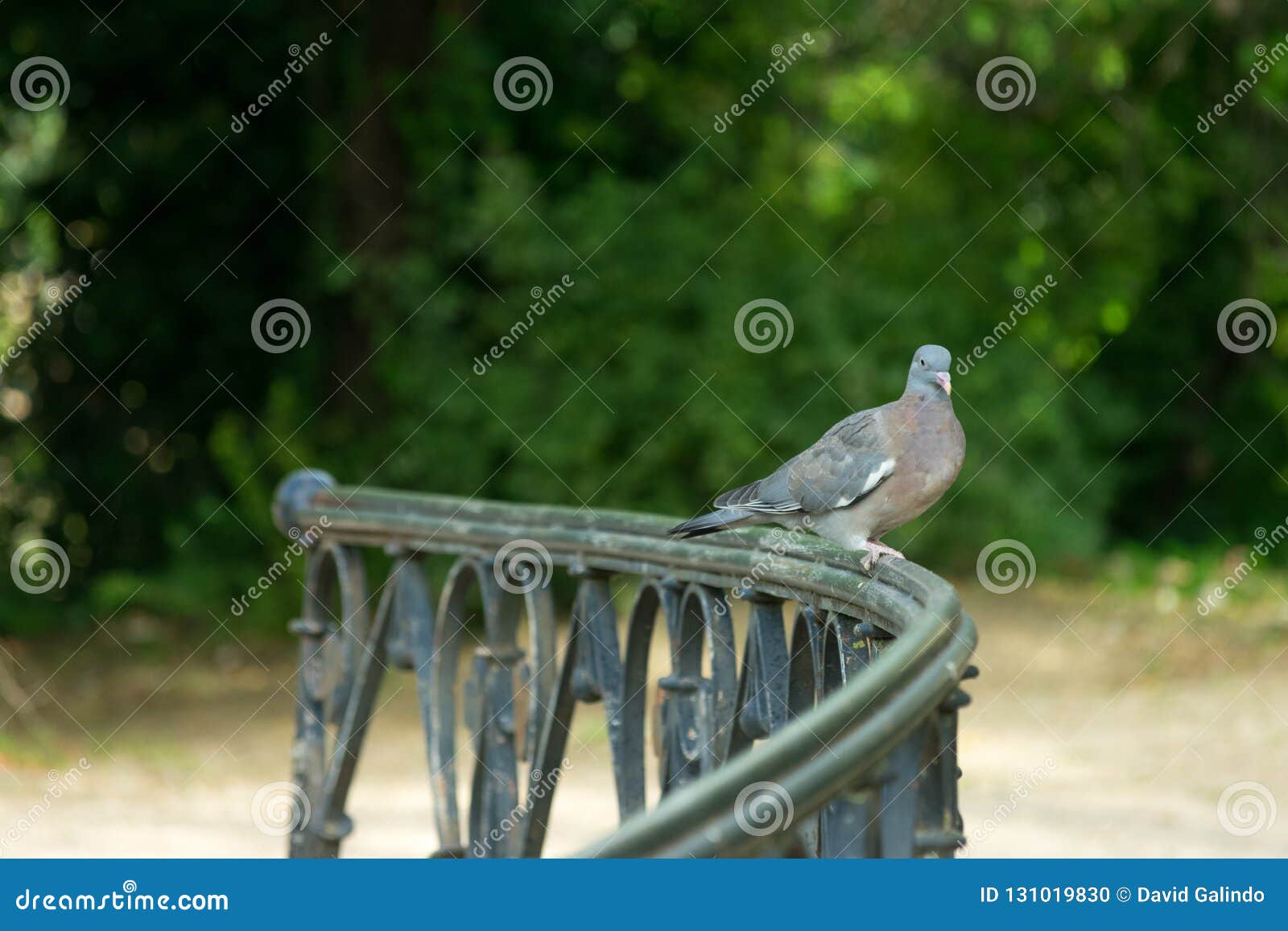 Dove Perched on Bridge Railing in Park Stock Photo - Image of bird ...
