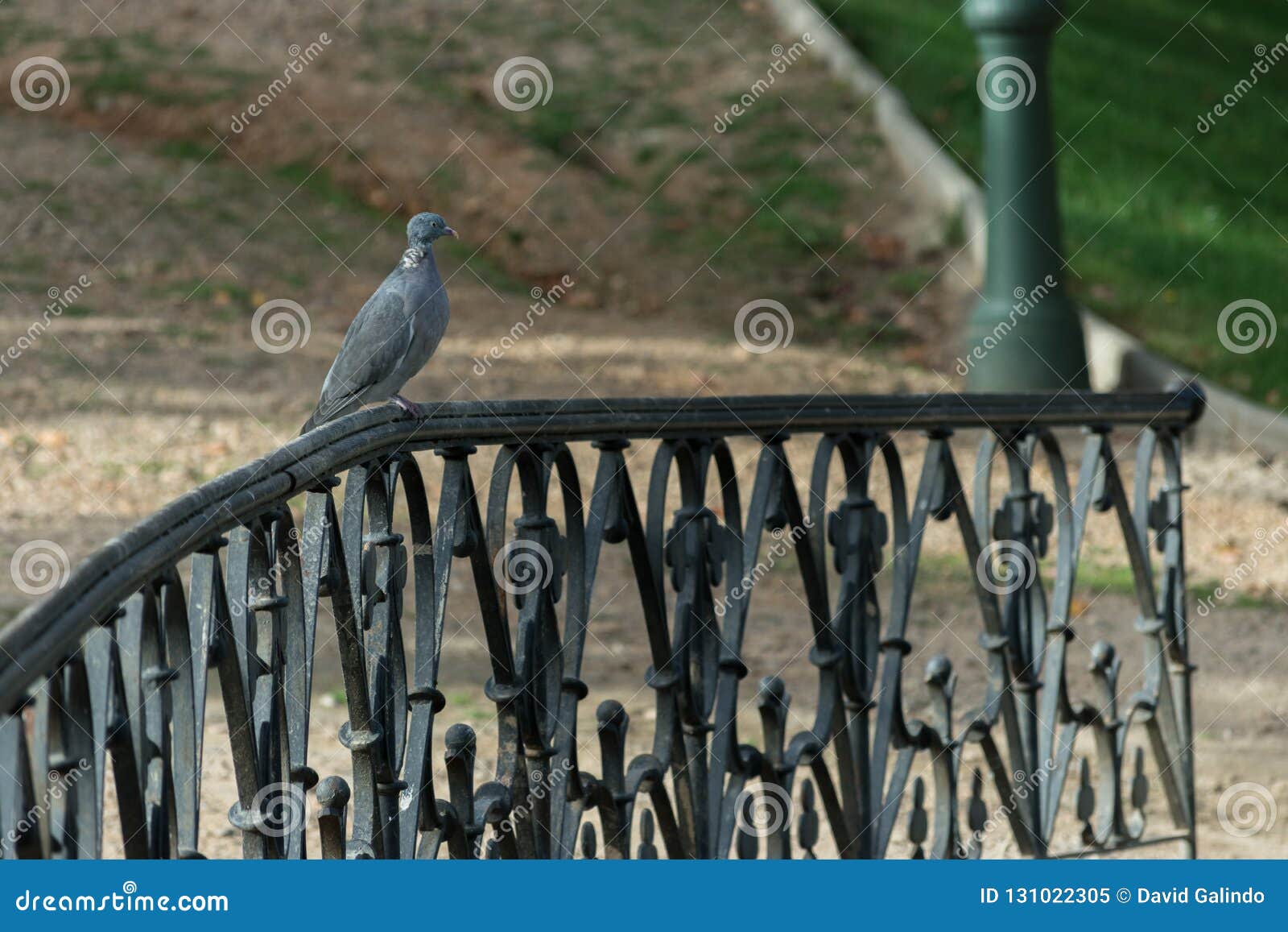 Dove Perched on Bridge Railing in Park Stock Image - Image of park ...
