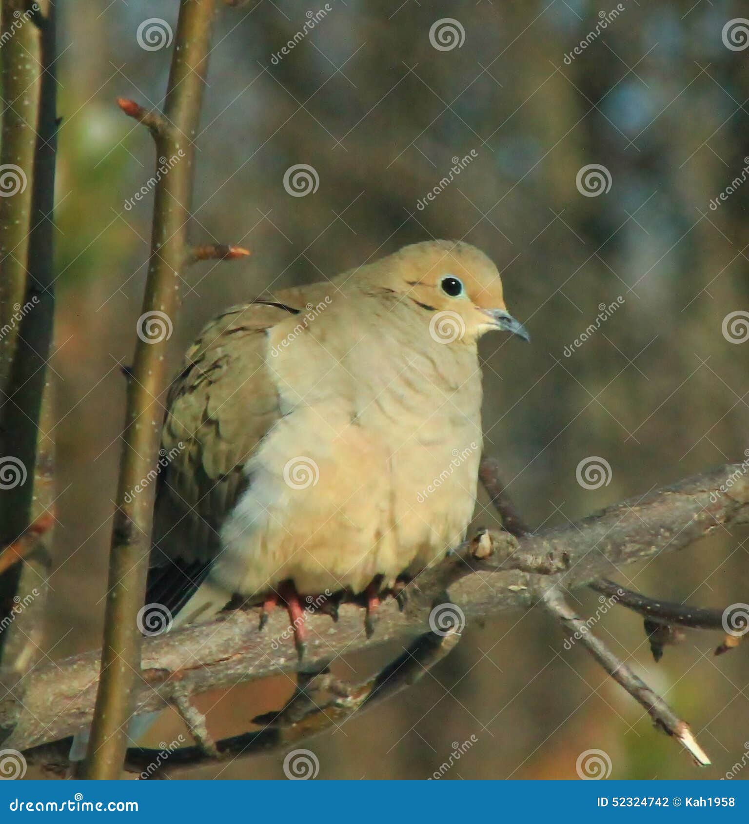Dove stock photo. Image of branch, color, spring, eyes - 52324742