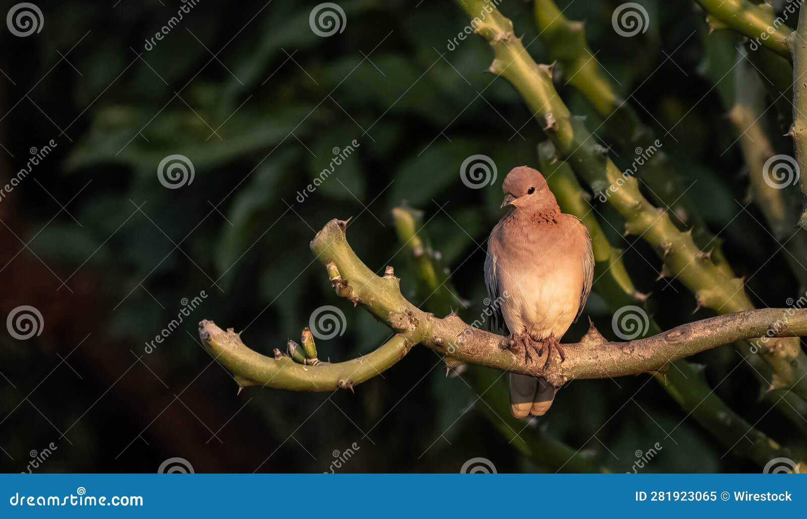 Dove Perched on a Tree Branch Stock Image - Image of wildlife ...