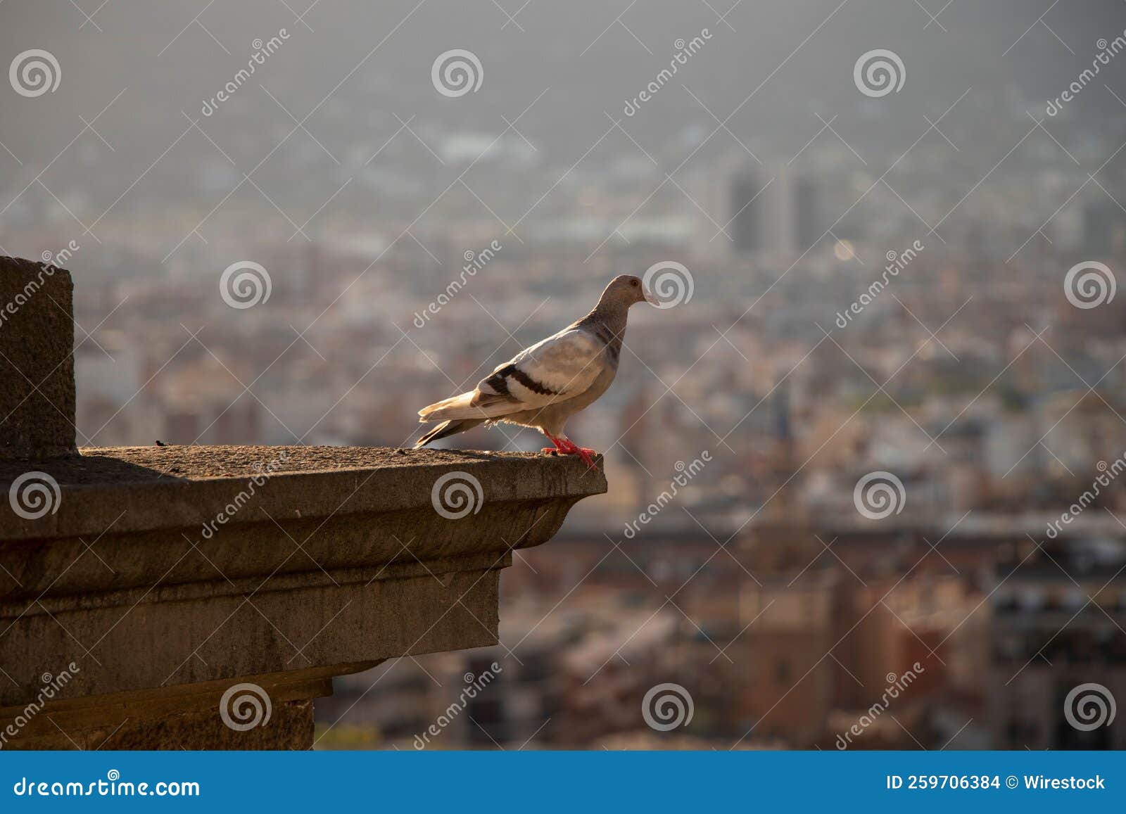 Dove Perching on the Edge of a Concrete Surface Against a Blurry City ...