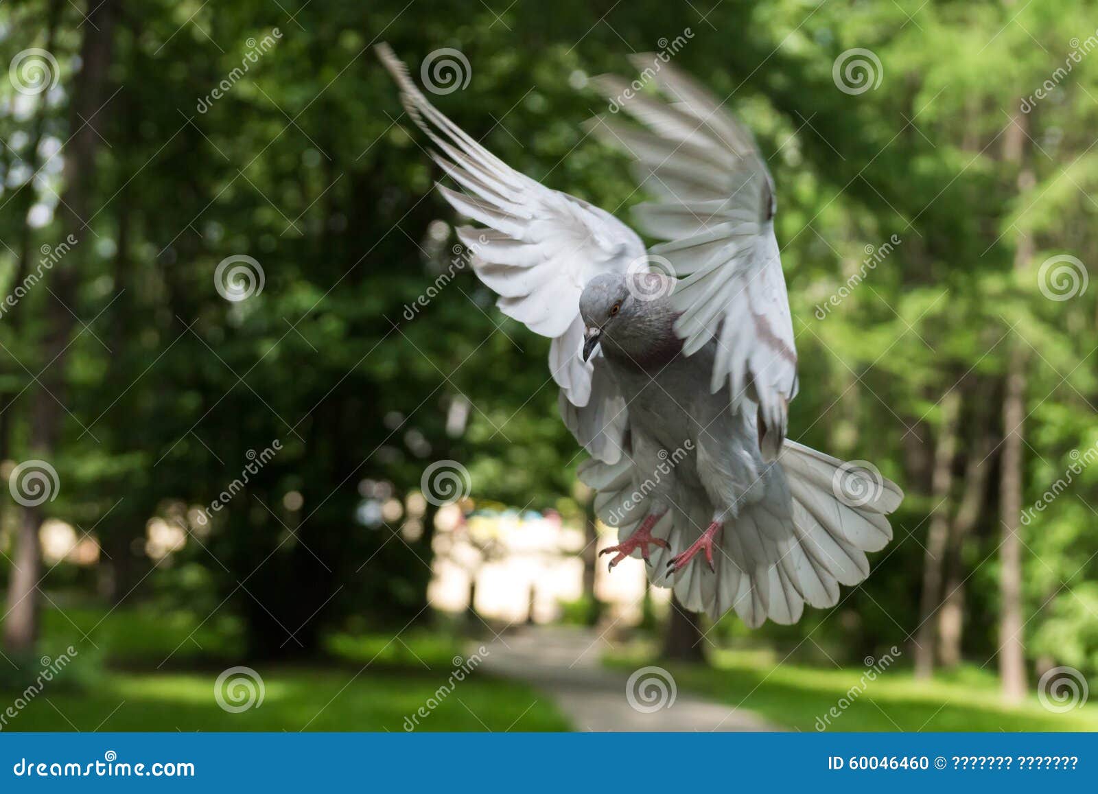 Dove stock photo. Image of flight, fauna, wildlife, portrait - 60046460