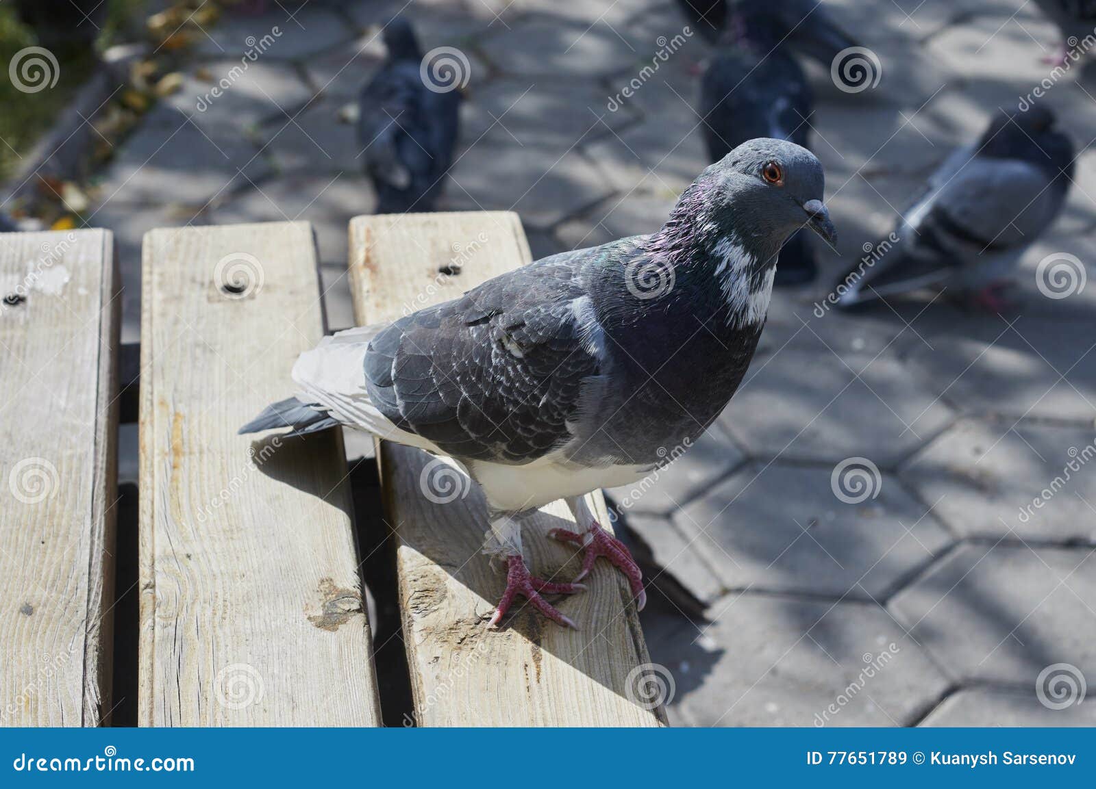 Dove stock image. Image of city, bird, nature, dove, fauna - 77651789