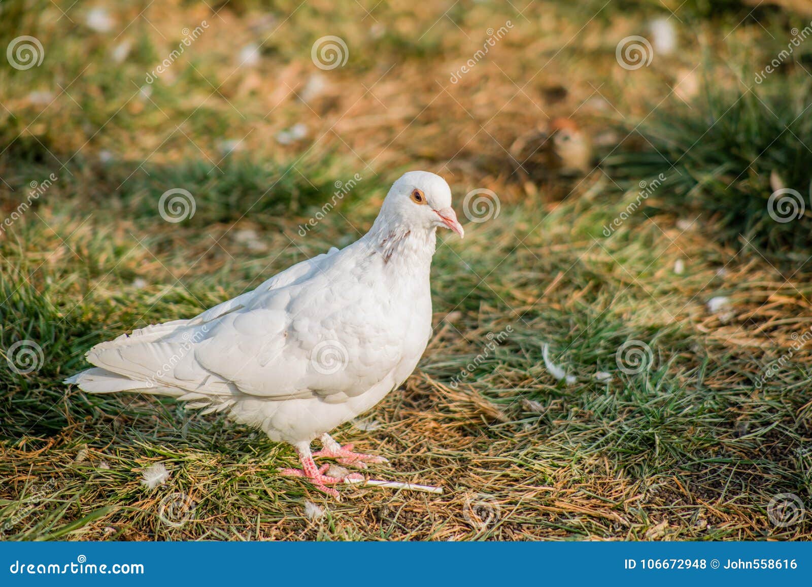 The dove stock photo. Image of closeup, looking, copy - 106672948