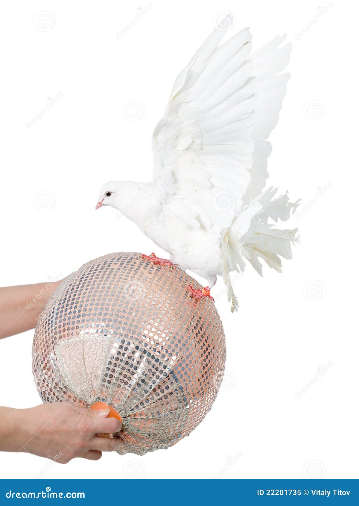 Dove playing with a ball stock image. Image of friend - 22201735