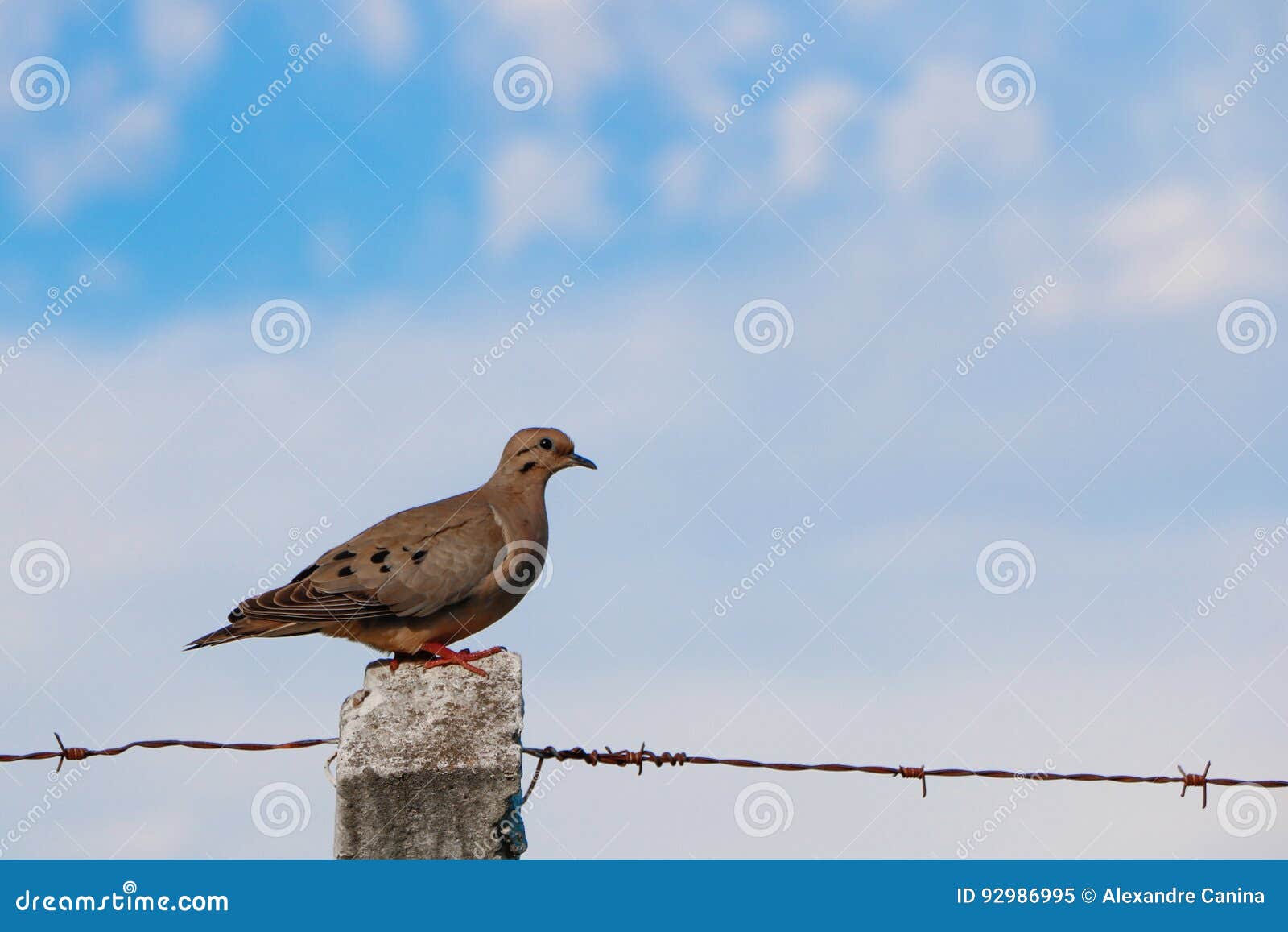 Dove stock image. Image of bird, npeace, summer, pole - 92986995