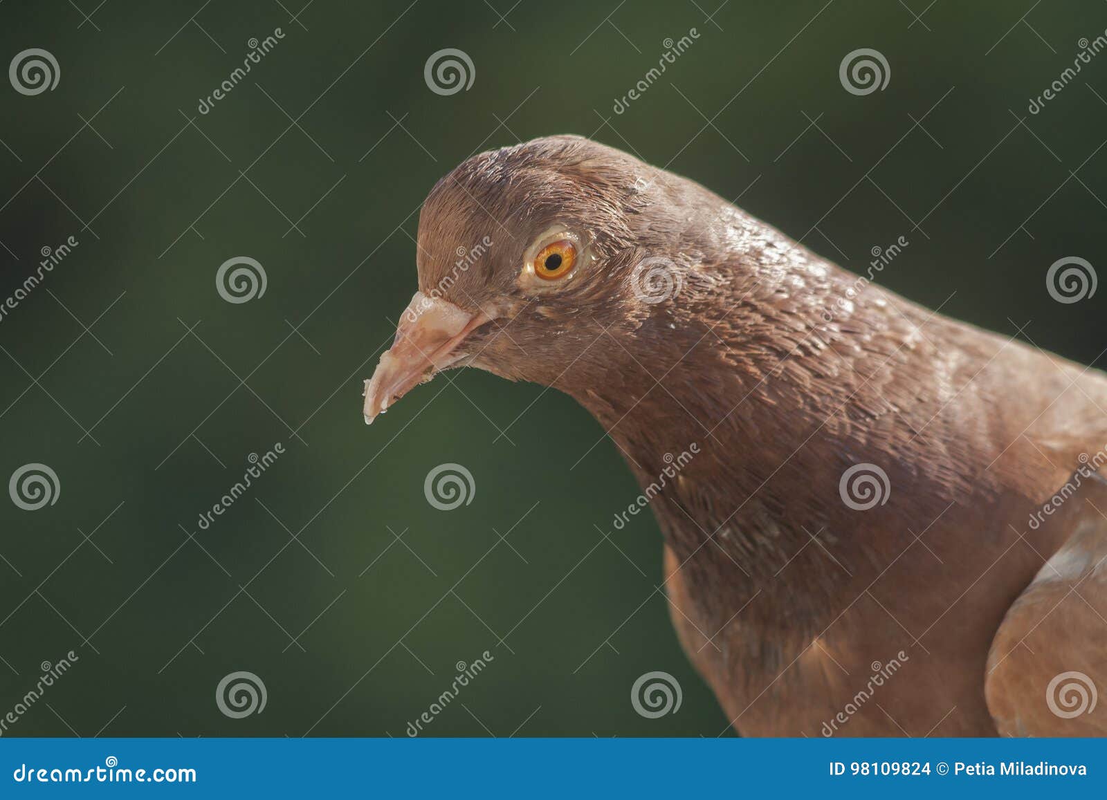 Dove portrait stock photo. Image of bird, city, close - 98109824