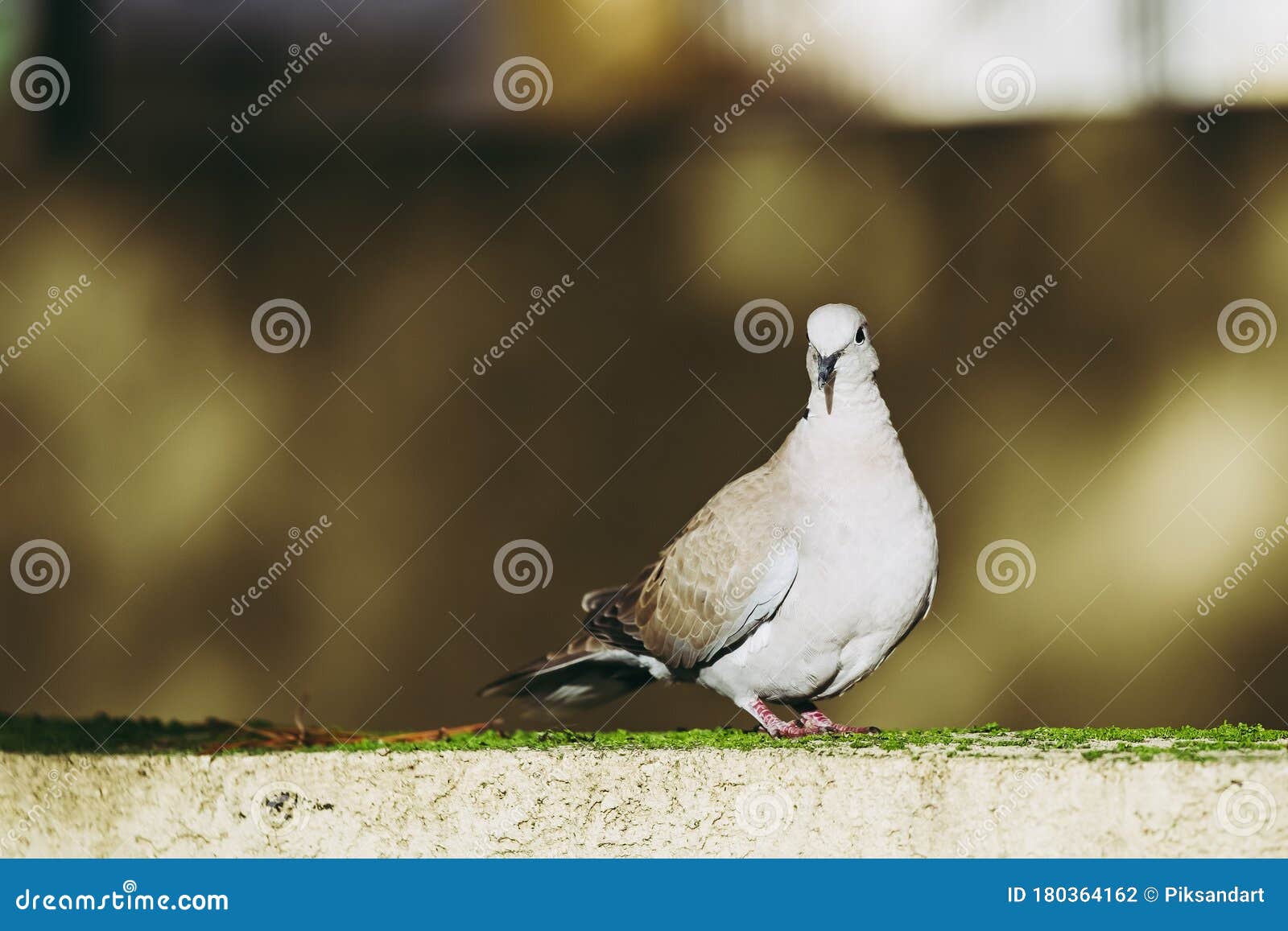 Portrait of Dove Posed on a Wall Stock Photo - Image of animal, wild ...