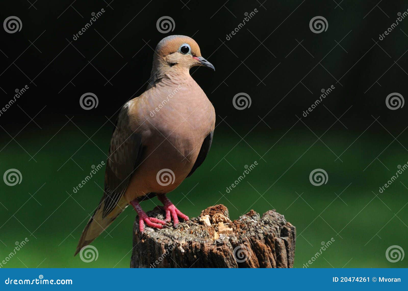 Dove on Post stock image. Image of feathers, ornithology - 20474261