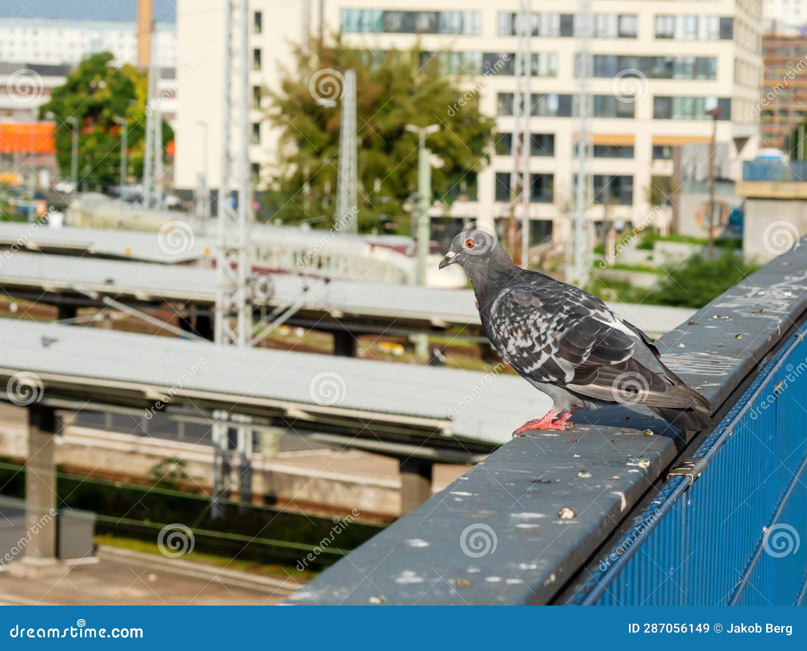 Dove on the Railing of the Bridge. Stock Image - Image of dove, city ...