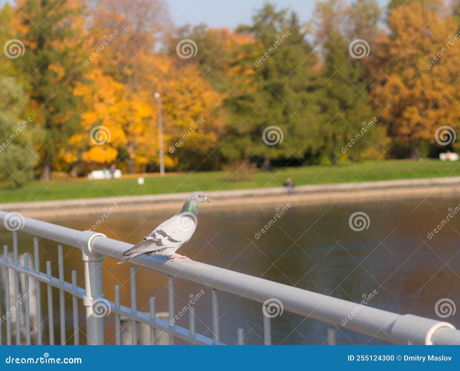 Dove on the railing stock photo. Image of park, sitting - 255124300