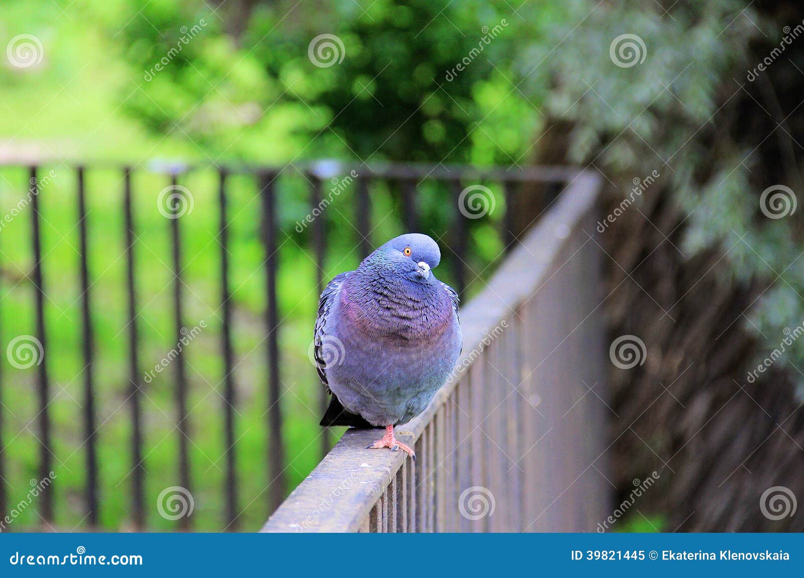 Dove on the rails stock image. Image of nature, life - 39821445