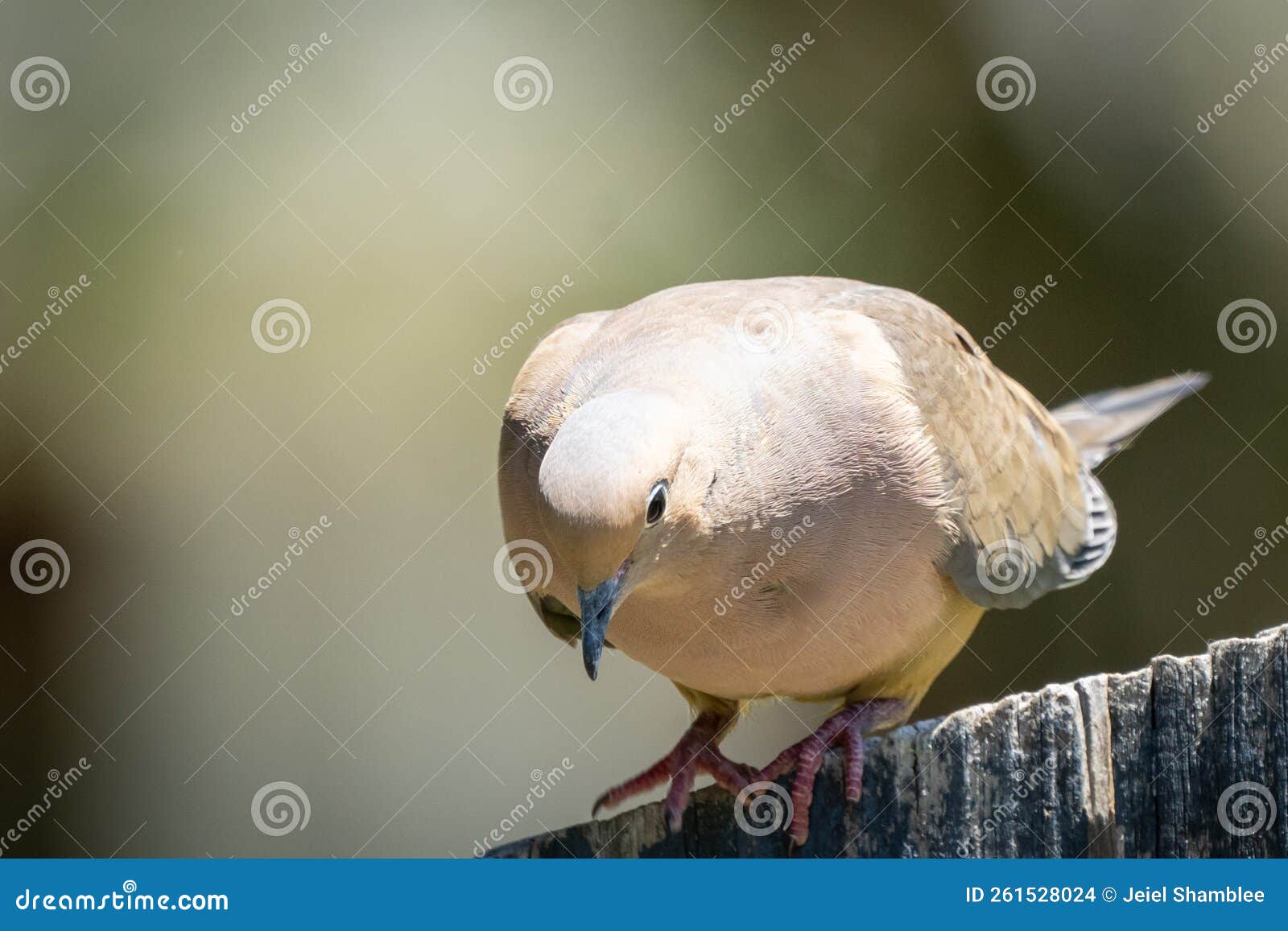 A dove resting on a fence. stock photo. Image of dove - 261528024