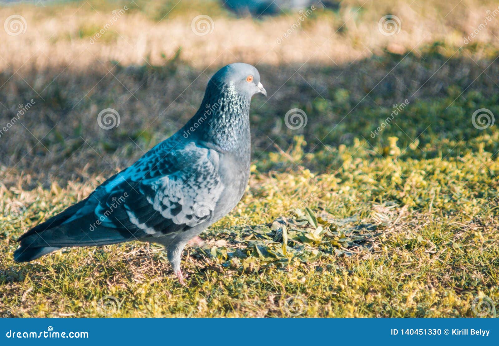 Dove resting on the grass stock photo. Image of geopelia - 140451330