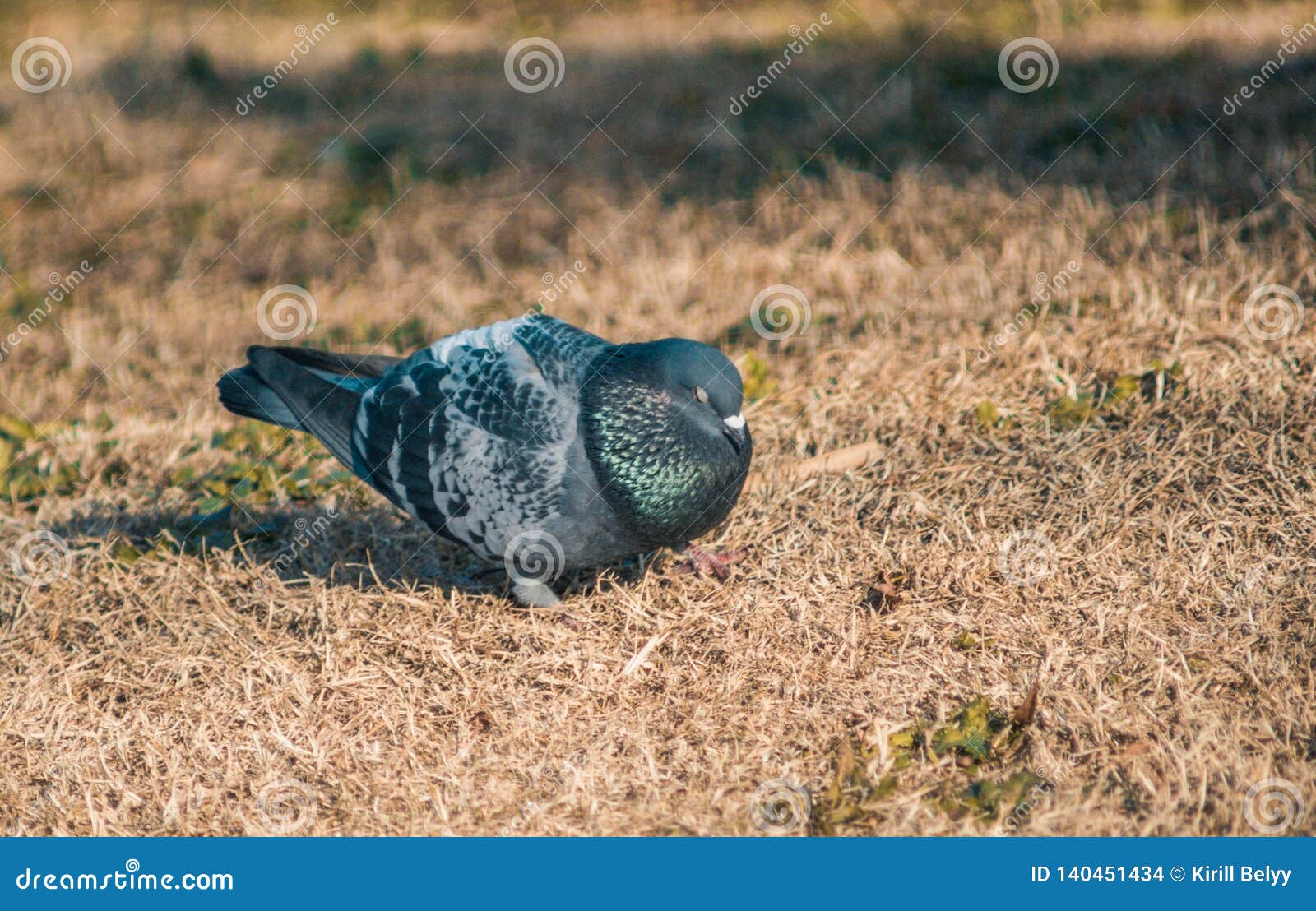 Dove resting on the grass stock photo. Image of color - 140451434