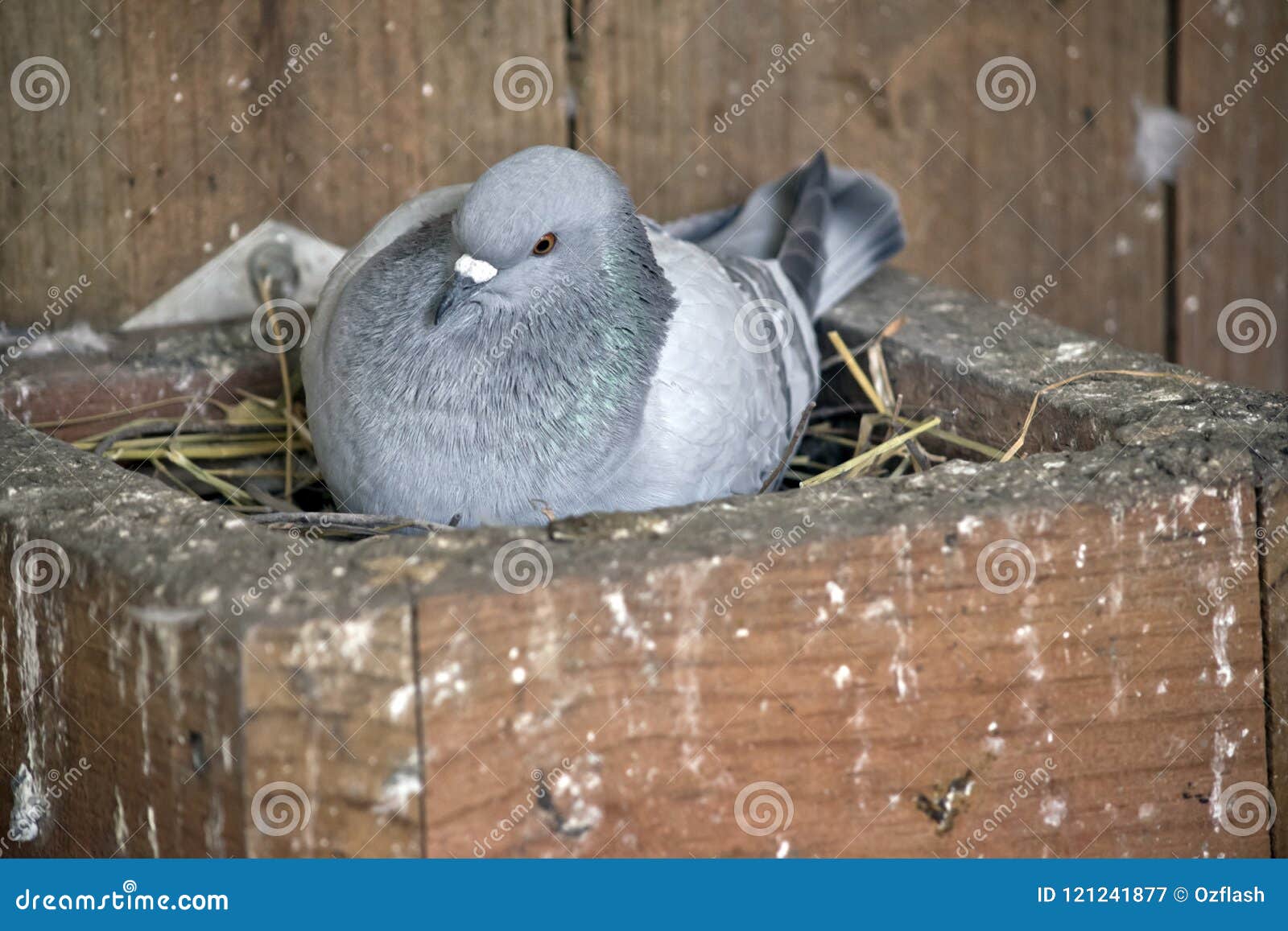 Dove in nesting box stock image. Image of white, nesting - 121241877