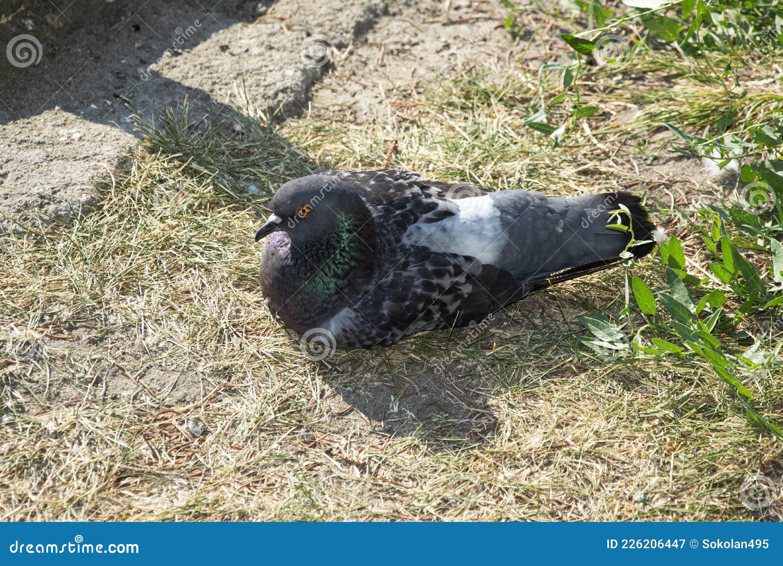 Dove In The Shade Stock Image | CartoonDealer.com #39009259
