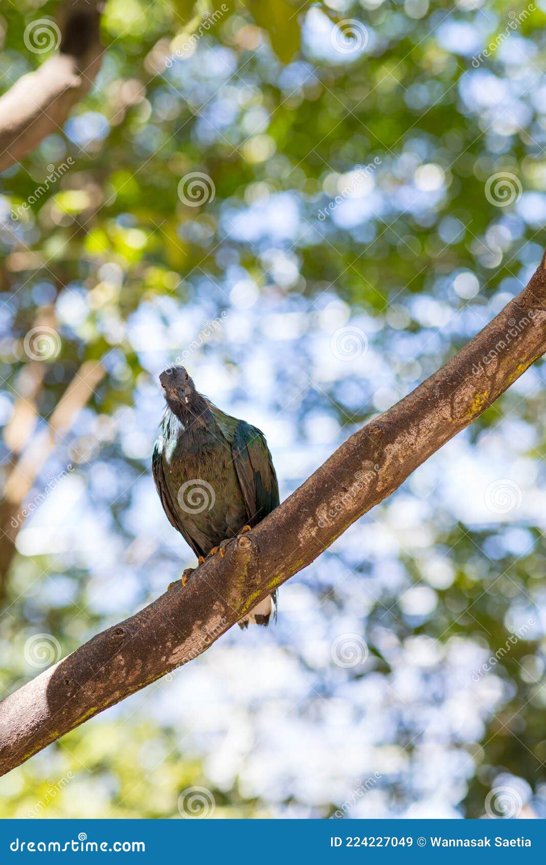 Dove resting on a tree stock image. Image of nature - 224227049