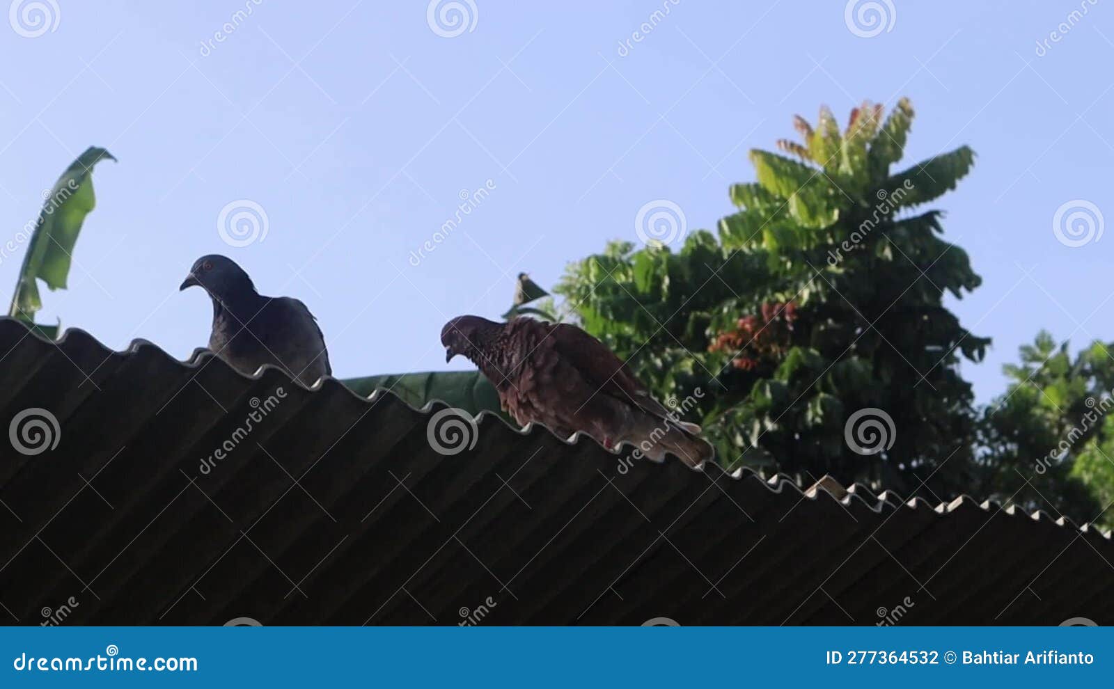 The dove is roosting stock footage. Video of natural - 277364532