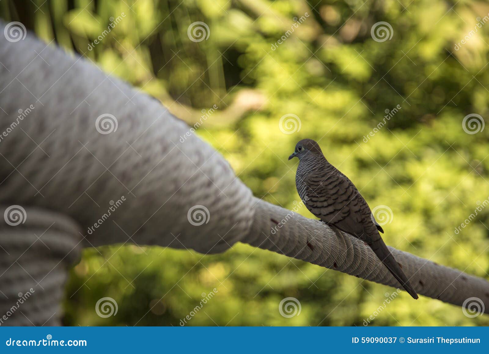 Dove on a rope bridge stock image. Image of dove, bridge - 59090037