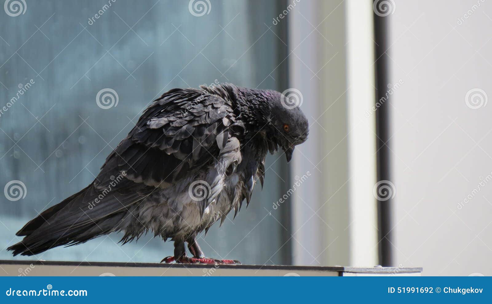 Dove sad after swimming stock photo. Image of bathe, pigeon - 51991692