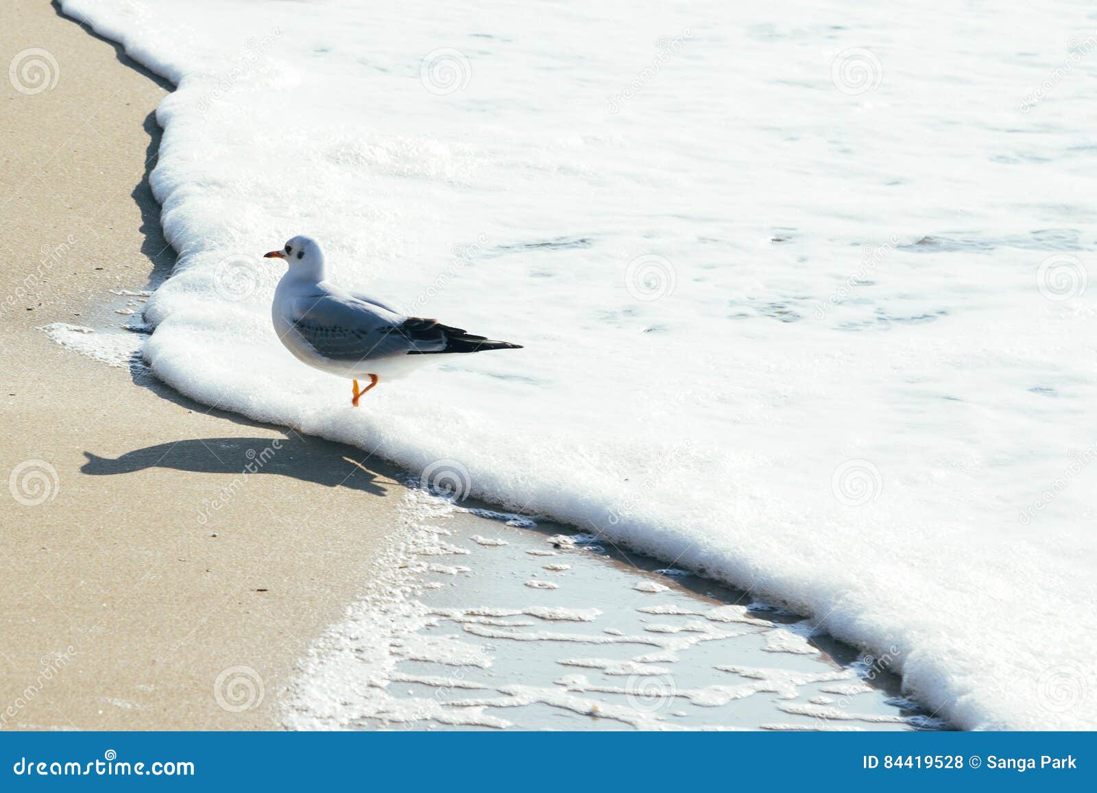 Seagull on Sand Beach and Ocean Wave in Busan, Korea Stock Photo ...