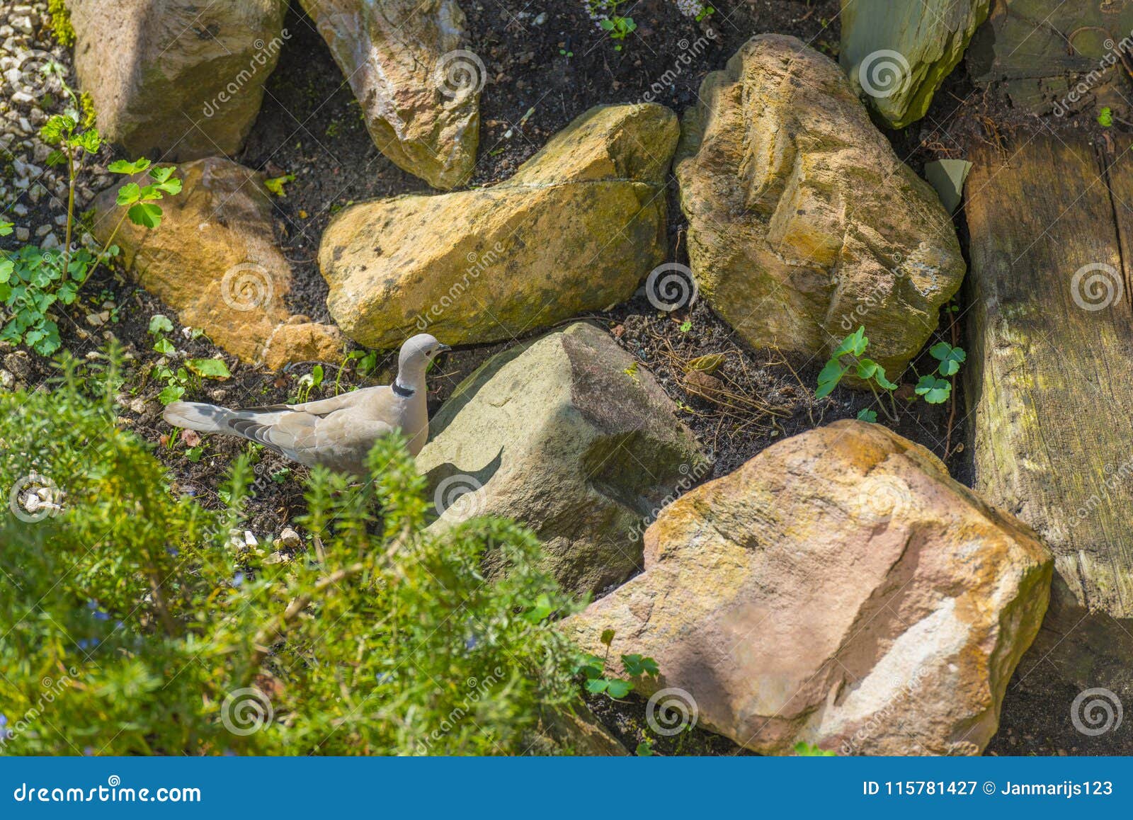Dove Searching for Building Materials in a Garden in Spring Stock Image ...