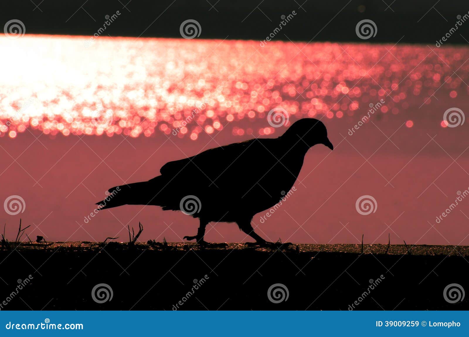 Dove In The Shade Stock Image | CartoonDealer.com #39009259