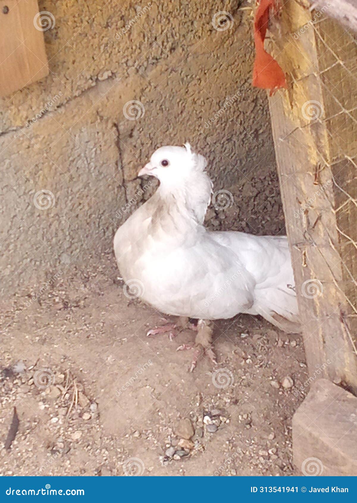 Dove is Shown in this Picture Stock Image - Image of peacock, animals ...