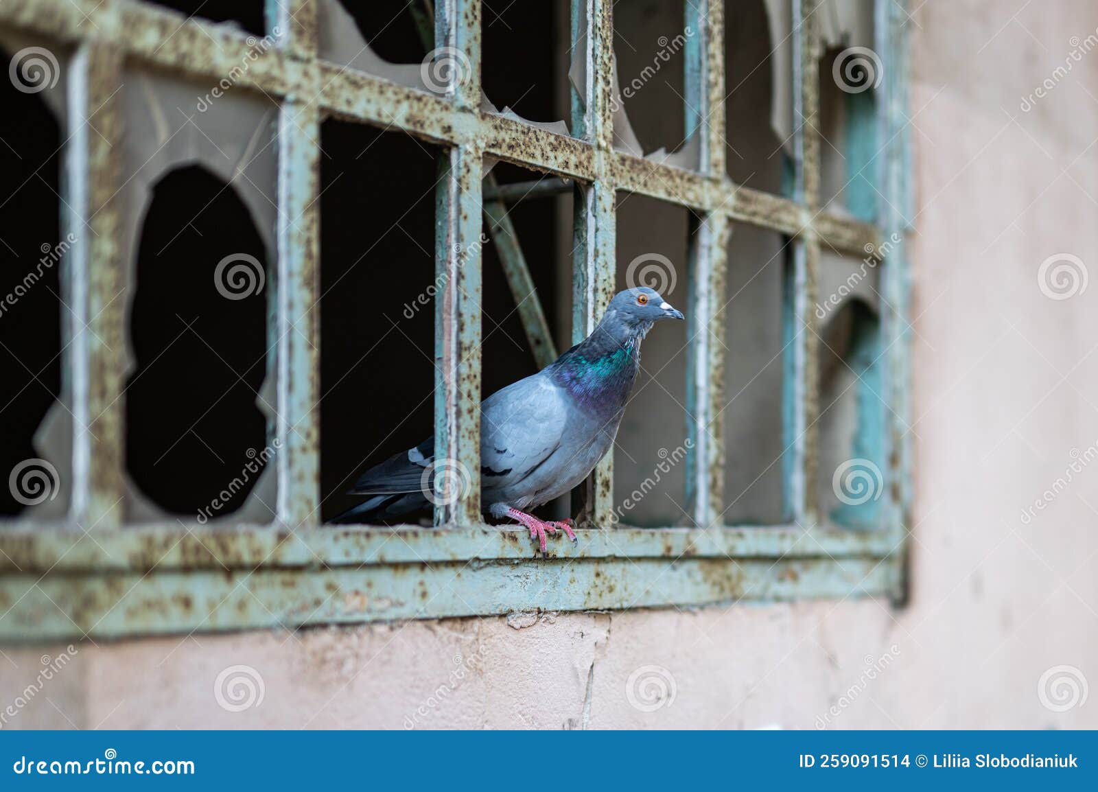 A Dove Sits in a Broken Window Stock Photo - Image of black, bird ...