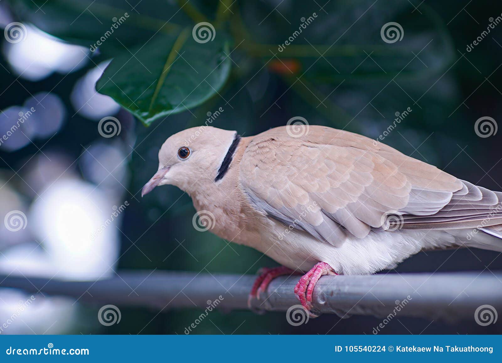 Dove stock photo. Image of nature, park, dove, feather - 105540224