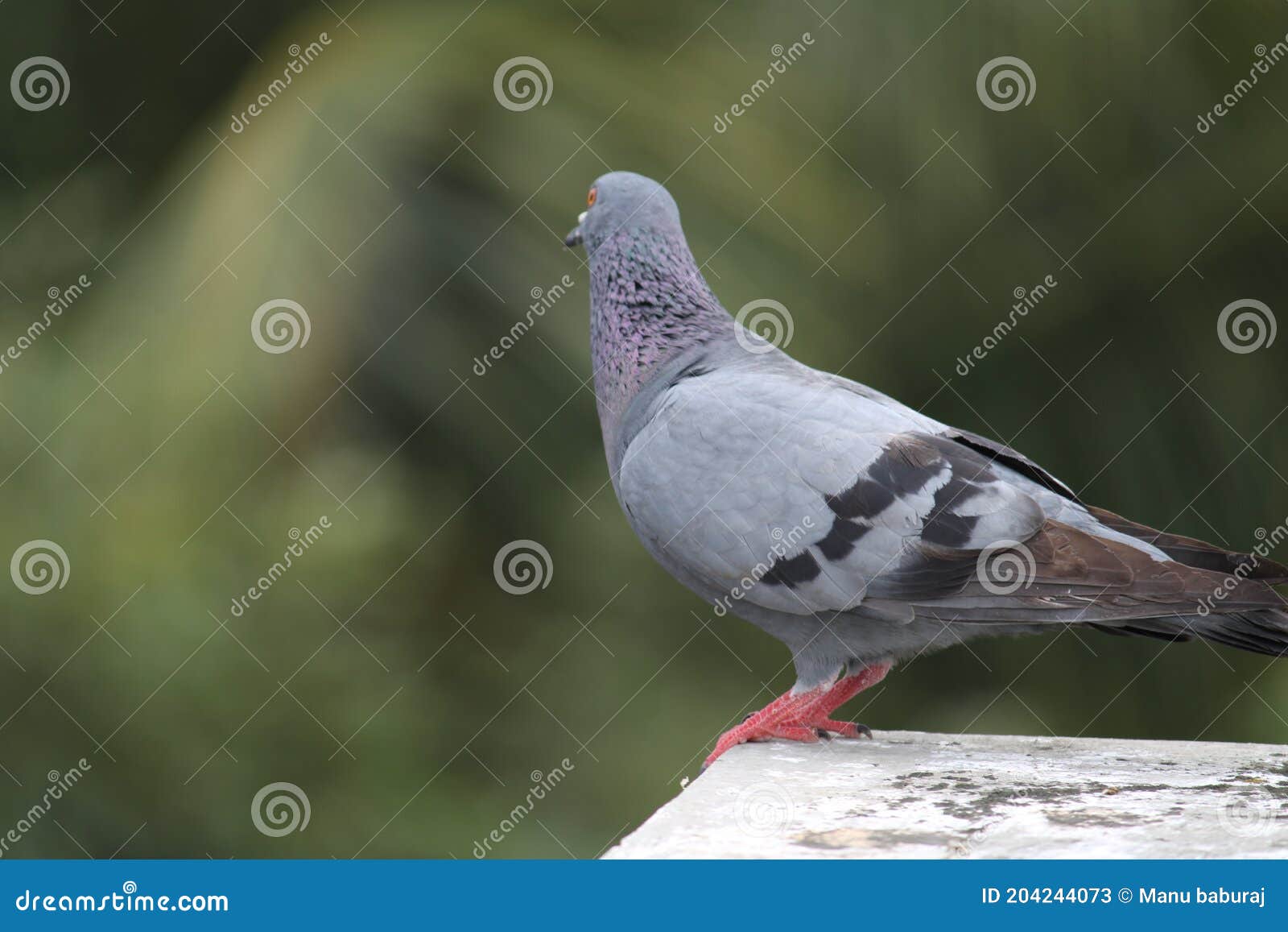 A dove sitting. stock image. Image of sketch, sparrow - 204244073