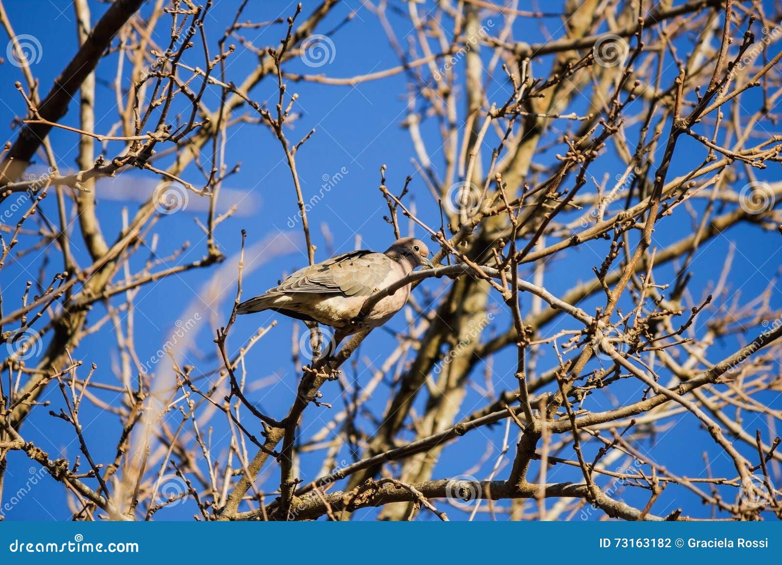 Dove sitting on a branch stock photo. Image of animal - 73163182