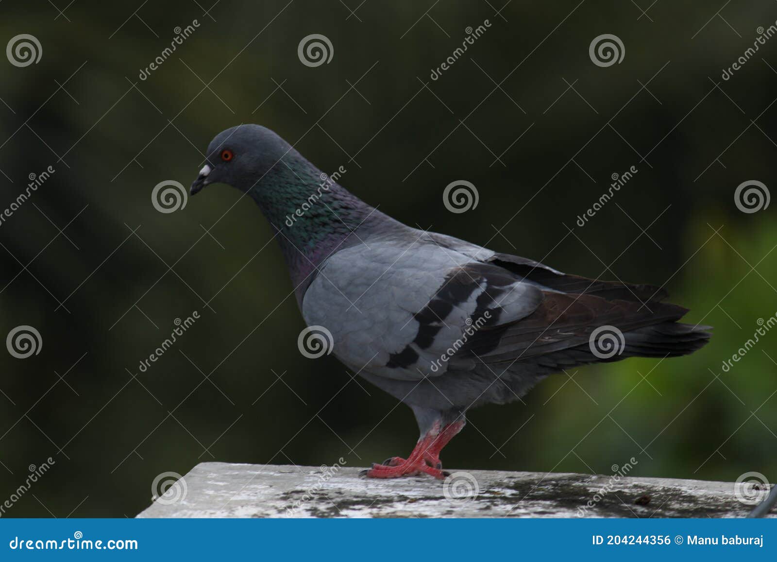 A dove sitting. stock photo. Image of animal, bird, branch - 204244356