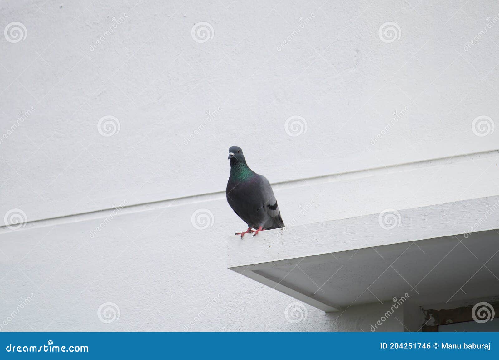 A dove sitting. stock photo. Image of lighting, beak - 204251746